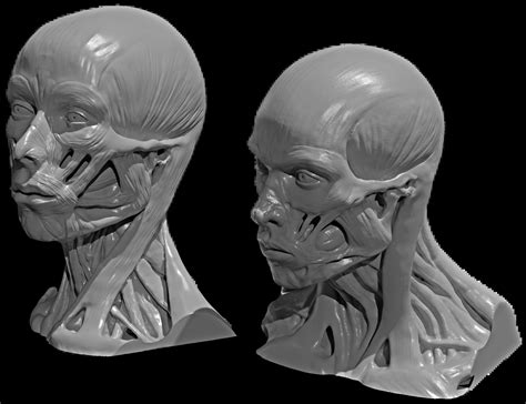 Female Anatomy Base Decimated 3d Anatomy Store