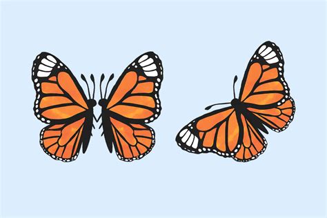 وکتور پروانه شهریار یا مونارک کد محصول 146303