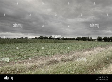 Farm In Essex UK Stock Photo Alamy