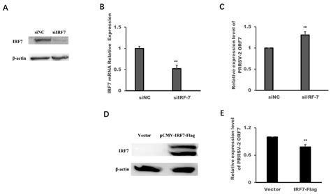 Interferon Regulatory Factor 7 Irf7 Inhibited The Replication Of Download Scientific Diagram
