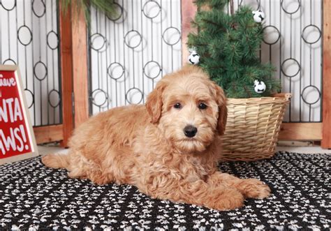 Allison Cute Red Female Aussie Poo Puppy Florida Puppies Online