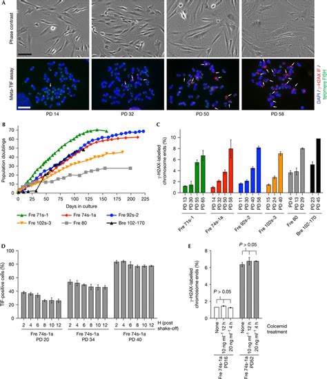 Spontaneous Telomere Dysfunction In Normal Human Cells A