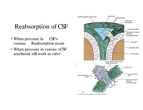 Ppt Brain Meninges Ventricles And Csf Powerpoint Presentation Free Download Id 8950068