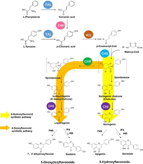 Overview Of The Flavonoid Biosynthesis Pathway In Plants Pal
