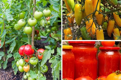 Determinate Vs Indeterminate Tomatoes Whats The Difference Patient Gardener