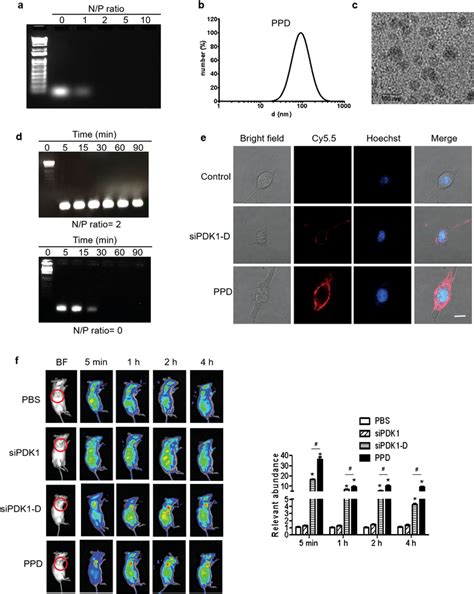 The Sipdk1‐pd‐l1 Mab‐dendrimer Complex Ppd Is Composed Of Small
