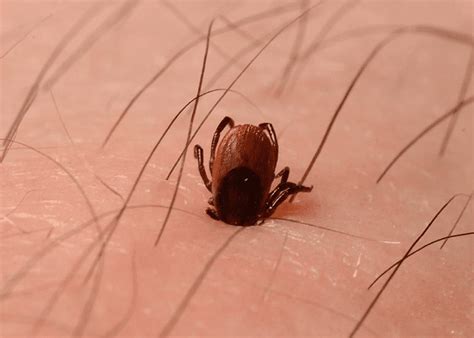 How Ticks Transmit Lyme Disease The Contractor Pros