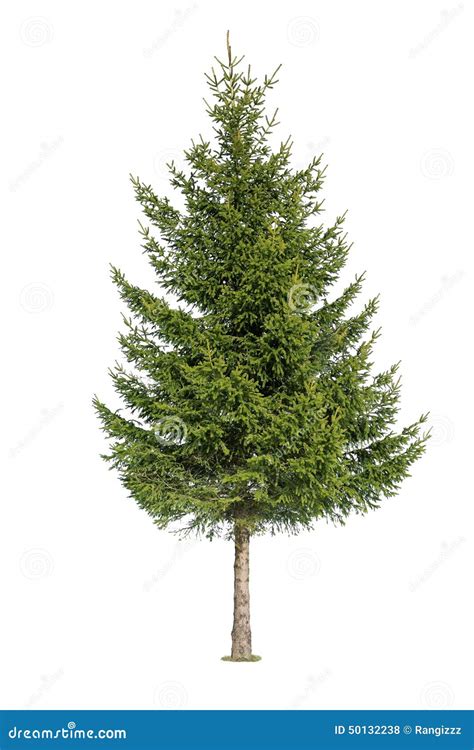 Tree Isolated On White Stock Photo Image Of Natural
