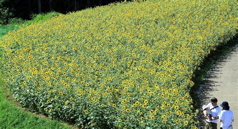 備北丘陵公園でヒマワリ開花47news（よんななニュース）