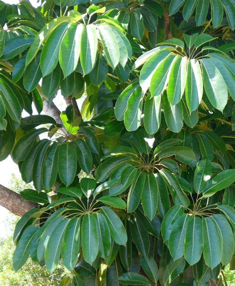 30 Showy Giant Umbrella Tree Schefflera Seeds
