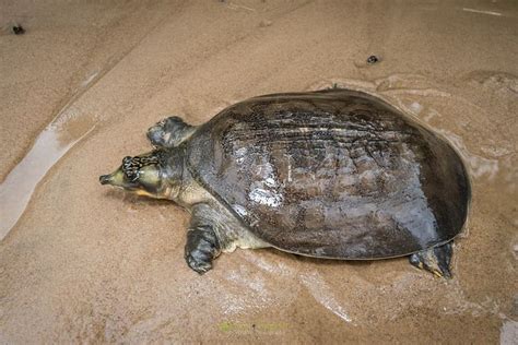 Indian Peacock Softshell Turtle Alchetron The Free Social Encyclopedia