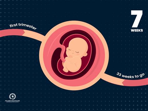 7 Weeks Pregnant Early Signs Symptoms And What To Expect