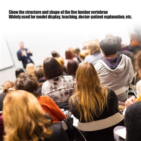 Human Lumbar Vertebral Model Life Size Spine Uae Ubuy