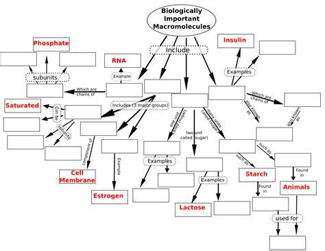 Biology Macromolecules Worksheet Educational Printable Activities