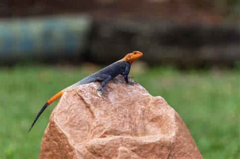 Invasive Lizards Matthew Paulson Photography