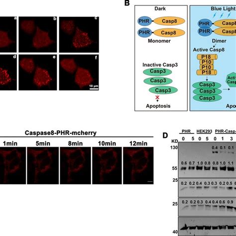 Design Of Optogenetic Tools To Control Cell Apoptosis By Blue Light