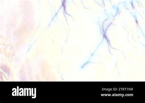 moving random wavy texture psychedelic animated background transform abstract curved shapes