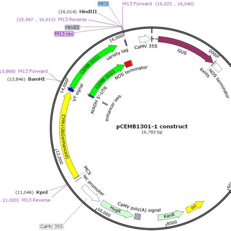 Circular Map Of Recombinant Plasmid Pcembia1301 1 Construct Download Scientific Diagram