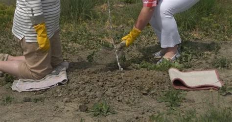 Two Women Plant A Tree Seedling Stock Video Pond