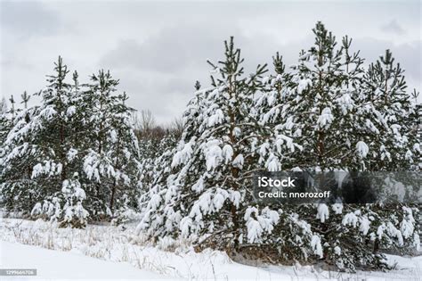 추운 얼어붙은 산에서 눈이 쌓인 가문비나무 숲이 있는 극적인 겨울 풍경 흐린 겨울날 흐린 숲 0명에 대한 스톡 사진 및 기타