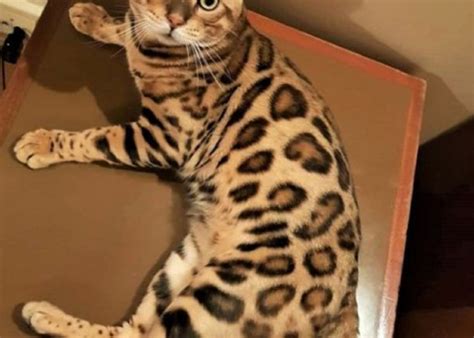 Berita Terbaru Hari Ini Ringworm Pada Kucing