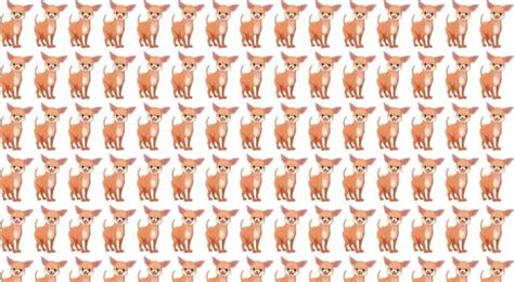 ¿puedes Identificar Chihuaha Diferente Solo Los Genios Pudieron
