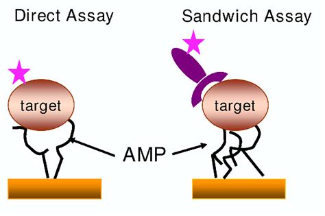 Figure 1 From Antimicrobial Peptides As New Recognition Molecules For Screening Challenging