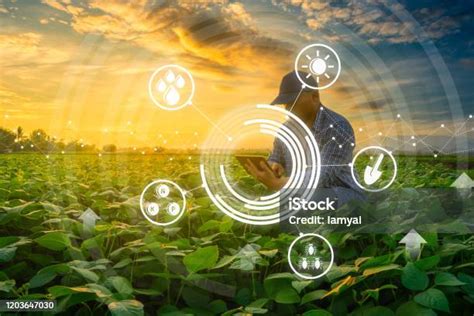 녹두 정원에서 스마트 폰을 사용하는 농부에 의한 농업 기술 개념 농업에 대한 스톡 사진 및 기타 이미지 농업 디지털 생성 이미지 테크놀로지 Istock