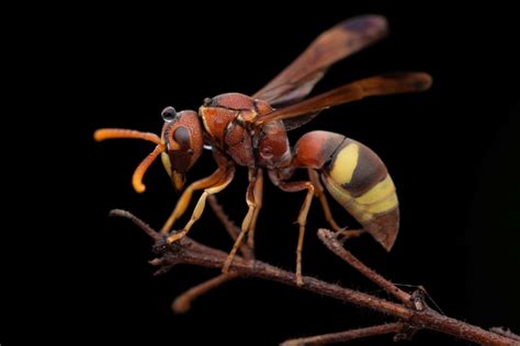 Taking The Sting Out Of Paper Wasps Roundglass Sustain