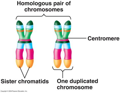 Homologous Chromosomes Alleles