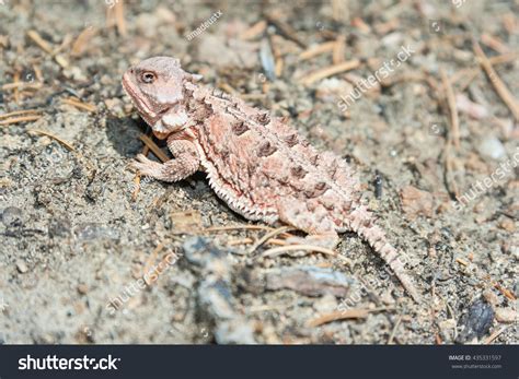 Horned Lizard Known Horny Toad Frog Stock Photo 435331597 Shutterstock