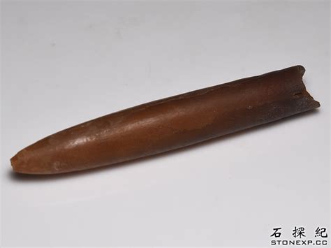 Belemnitella Mucronata
