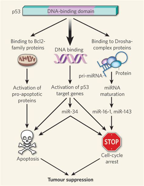 Three Antitumour Functions The Dna Binding Domain Of P53 Lies In The Download Scientific