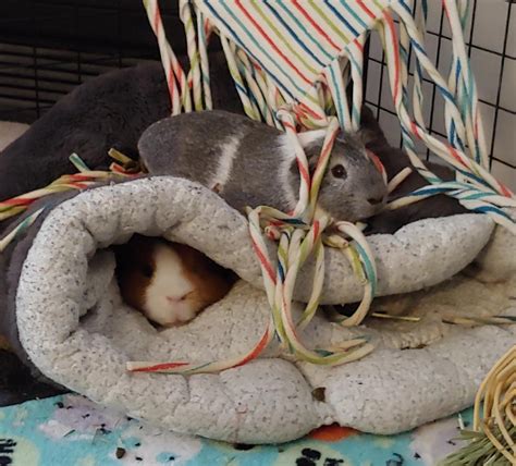 Great Moments In Passive Aggressive Guinea Pig Behavior Han Wont Let