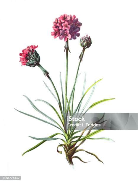 아르메리아 마리티마 중고품 바다 중고품 또는 바다 분홍색 또는 중고품 꽃 골동품 손으로 그린 필드 꽃 일러스트 빈티지 와 골동품 꽃 야생 꽃 그림 19세기 너도부추에 대한