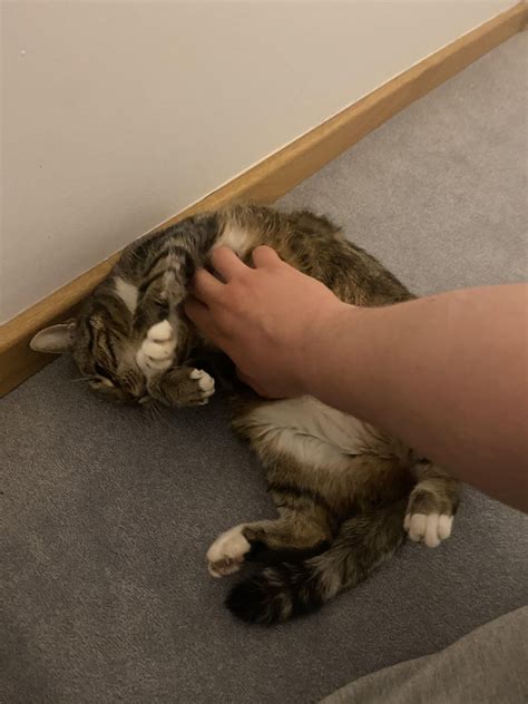 Miss Kitty Getting Some Belly Rubs Rstandardissuecat