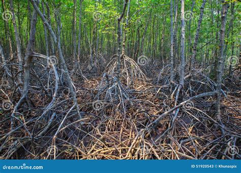 Beautiful Natural Mangrove Tree Root Structure In Nature Mangrov Stock