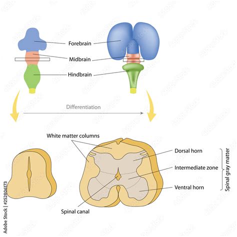 Dorsal And Ventral Horn Hot Sex Picture