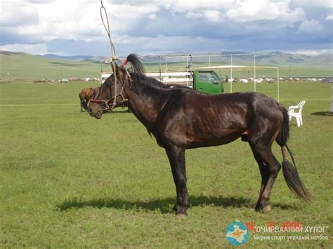 ОЧИРВААНИЙ ХҮЛЭГ МСУХолбоо 2006 оны Их монгол улс байгуулагдсаны 800 жилийн ойн баяр наадмын