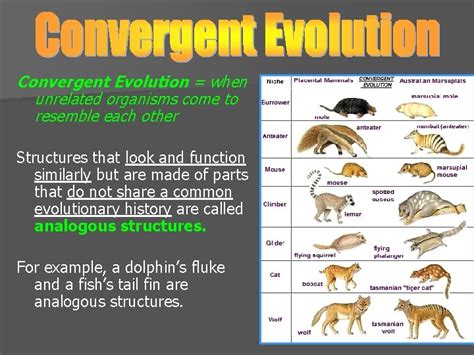 Patterns Of Evolution Macroevolution Largescale Evolutionary Patterns And
