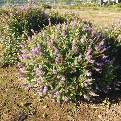 Buddleia Davidii Dapper Lavender Portfolio Butterfly Bu Siteone