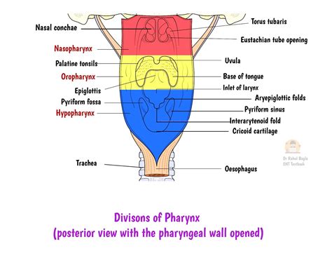 Anatomy And Physiology Of Pharynx Divisions Of Pharynx