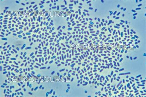 Pasteurella Multocida Stock Image Science Source Images