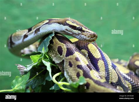 Königspython Ball python or Royal python Python regius Stock Photo Alamy