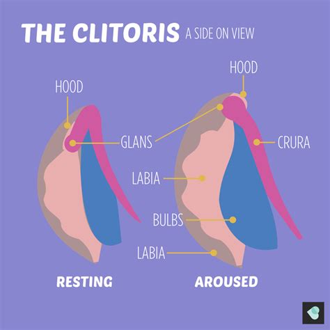 Clitoris And Vagina An Illustrated Guide Expert Sex Education Bish