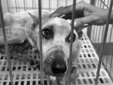 Bambi ⎚ Fundacja Centaurus