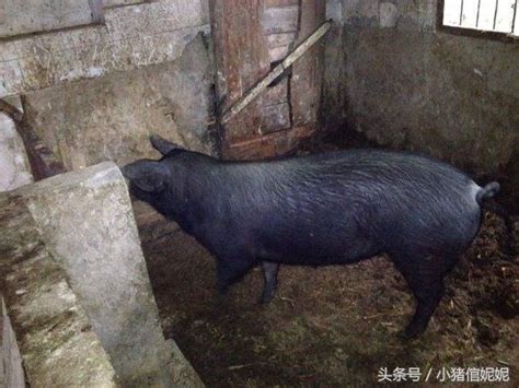 解決母豬便秘不是事，腸道改變是關鍵 每日頭條