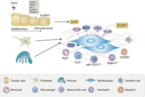 肾脏纤维化：从机制到治疗药物 Signal Transduction And Targeted Therapy X Mol