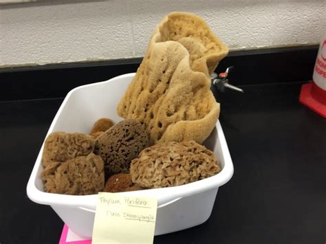 Lab 4 Invertebrate Diversity Flashcards Quizlet