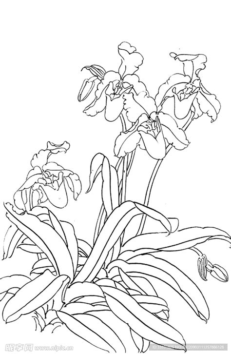 白描花卉设计图绘画书法文化艺术设计图库昵图网